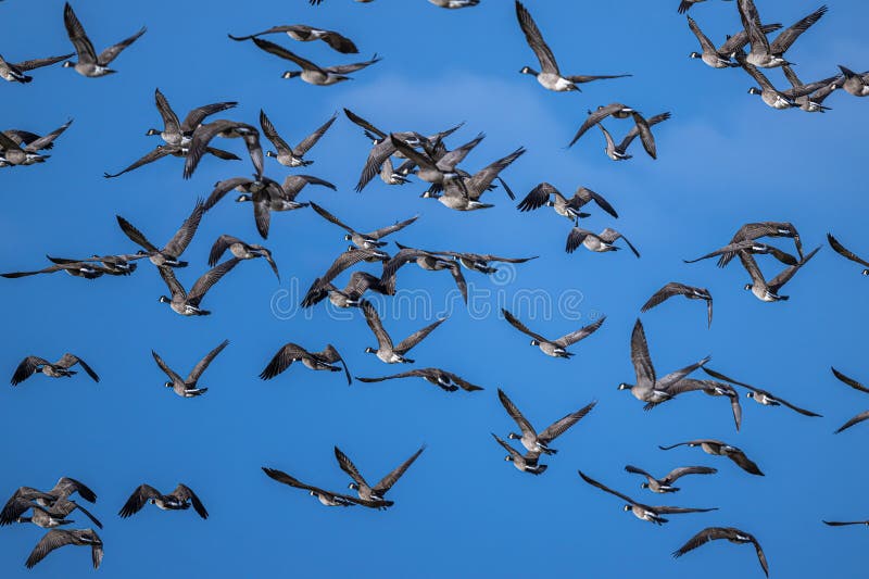 Migrating Cackling Geese stock photo. Image of wing - 275364734