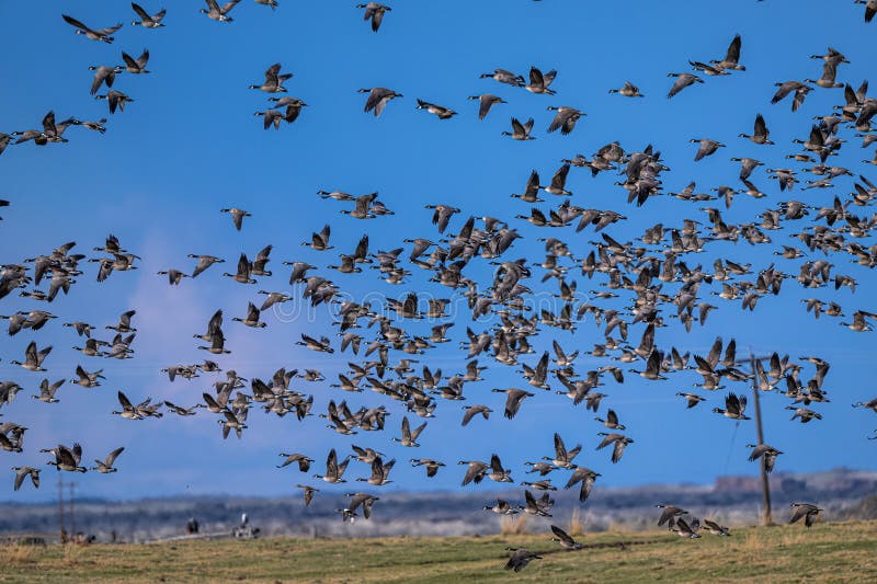 Migrating Cackling Geese stock image. Image of animal - 275364739