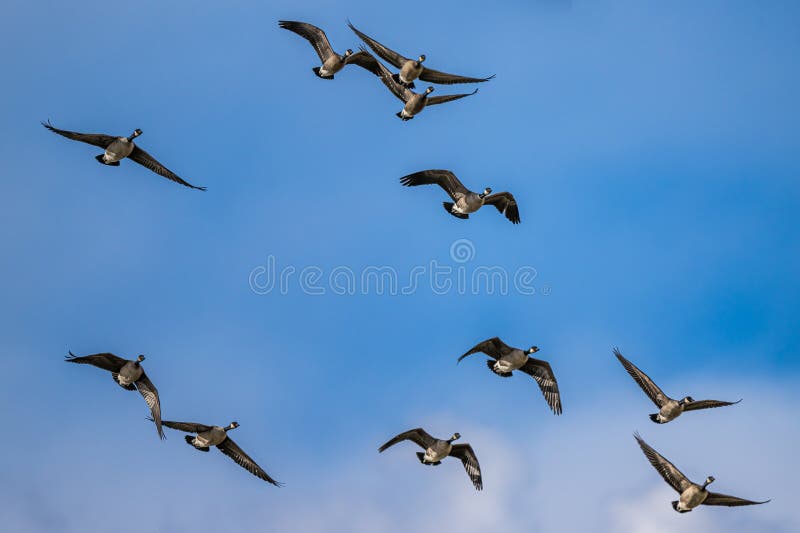 Migrating Cackling Geese stock photo. Image of river - 275364760