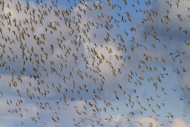 1,703 Small Flock Flying Birds Stock Photos - Free & Royalty-Free Stock ...