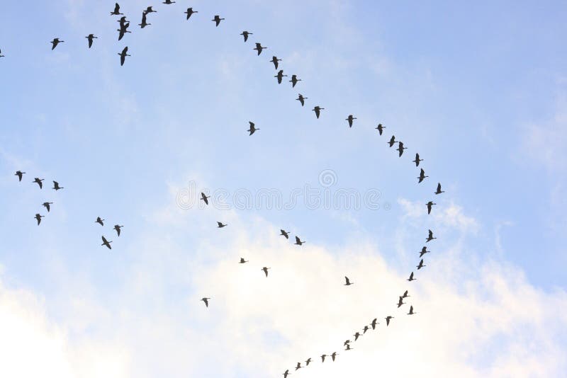 Migrating Flock of Geese in Formation Stock Photo - Image of background ...