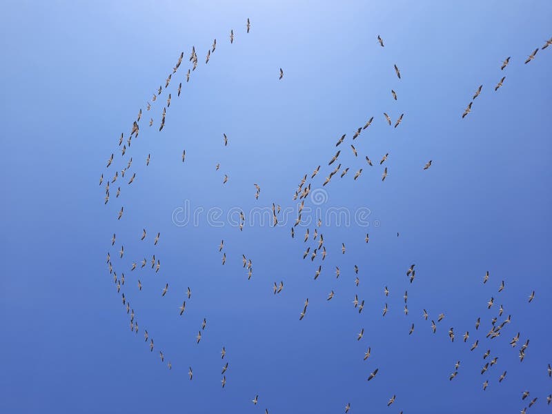 Migrating flock of storks stock image. Image of bird - 242362117