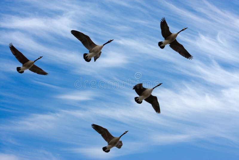 Migrating Geese stock photo. Image of silhouettes, spring - 8949976