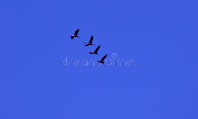 Migrating Geese stock photo. Image of migration, goose - 140363226