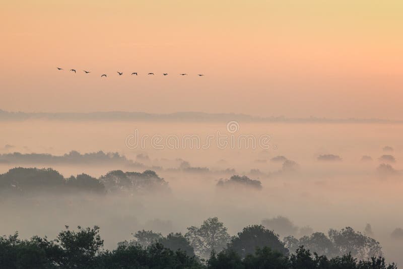 Migrating Geese Flying Over a Misty Landscape in Evesham Worcestershire ...