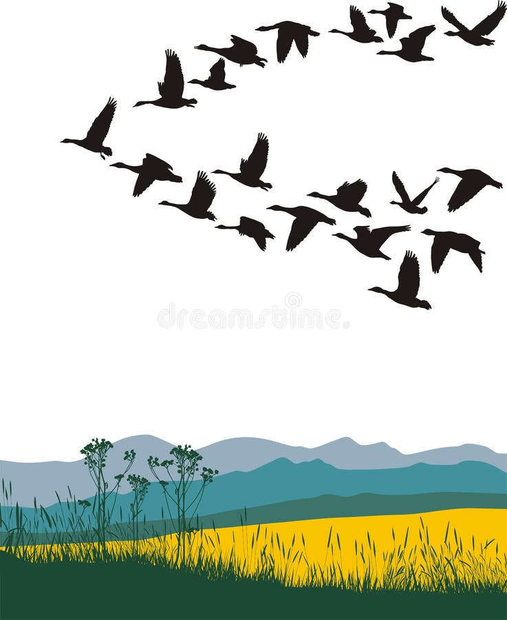 Migrating Geese in the Spring Stock Vector - Illustration of pattern ...