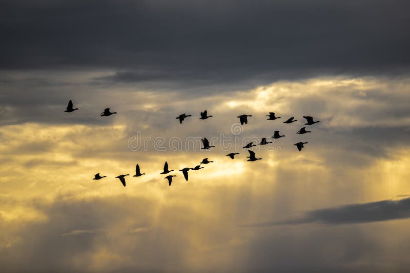 Migrating Geese stock photo. Image of dusk, migration - 245367906