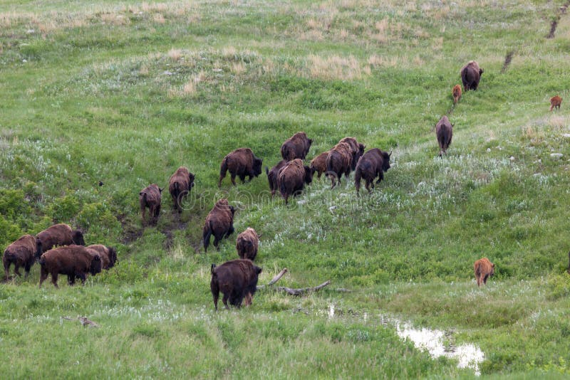 Migrating Herd of Bison stock image. Image of field - 151325389