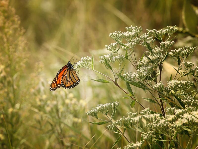 Monarch butterfly stock image. Image of white, monarch - 99799339