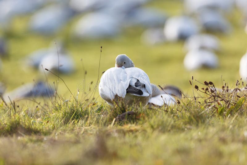 Geese Sleep Snow Stock Photos - Free & Royalty-Free Stock Photos from ...