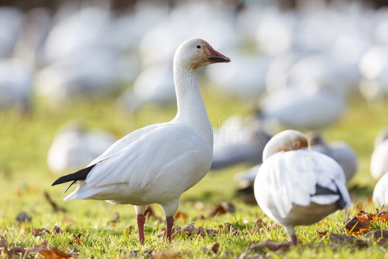 Migrating Snow Geese stock photo. Image of goose, white - 133972266