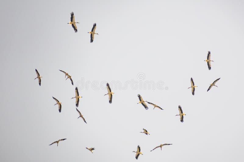 Migrating Storks at the End of Summer Stock Image - Image of flight ...