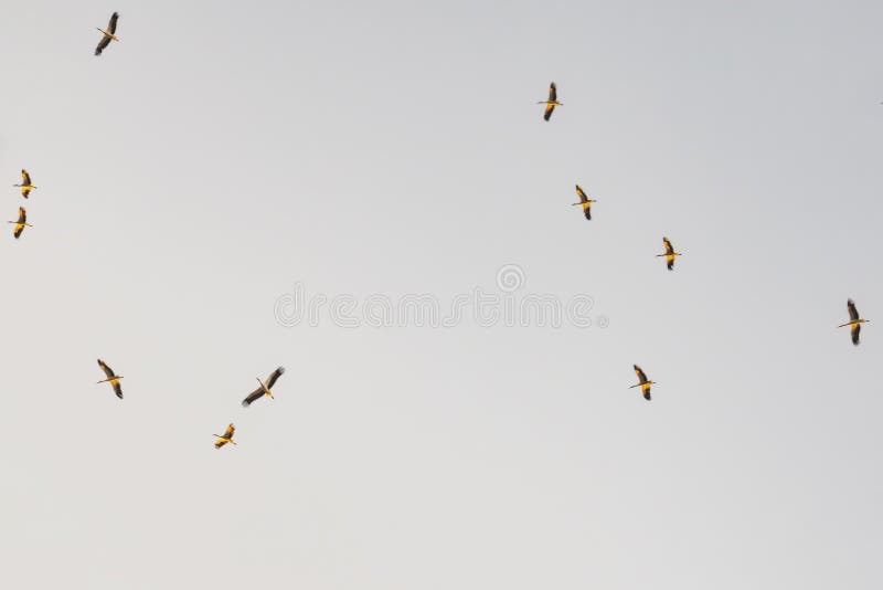 Migrating Storks at the End of Summer Stock Photo - Image of migratory ...