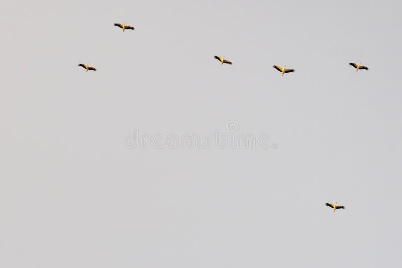 Migrating Storks at the End of Summer Stock Image - Image of feather ...
