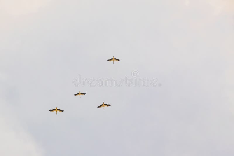 Migrating Storks at the End of Summer Stock Photo - Image of nature ...