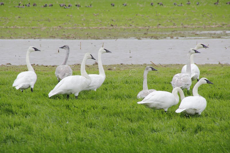 Migrating Trumpeter Swans stock image. Image of wild - 67128057