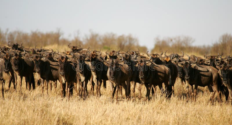 Migrating Wildebeest stock image. Image of warning, animal - 10679149
