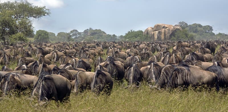 Migrating wildebeest stock image. Image of herb, pastureland - 40186797
