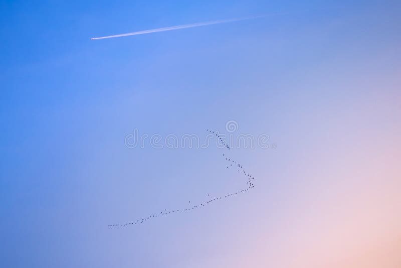 Migration of Birds and Airplane Stock Photo - Image of high, background ...