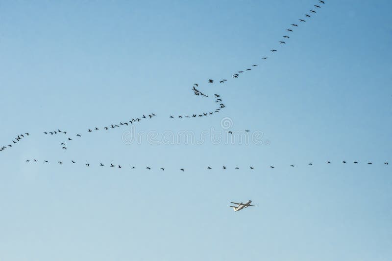 Flock of Birds in the Blue Sky Stock Photo - Image of migrating, africa ...