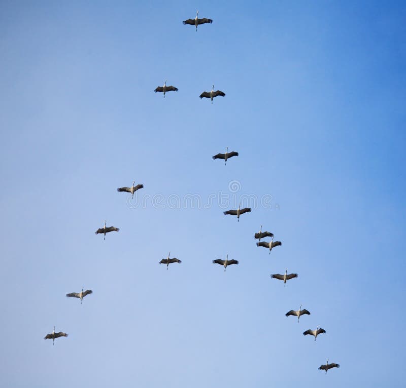 Migration Of Birds South Stock Images - Image: 15916174