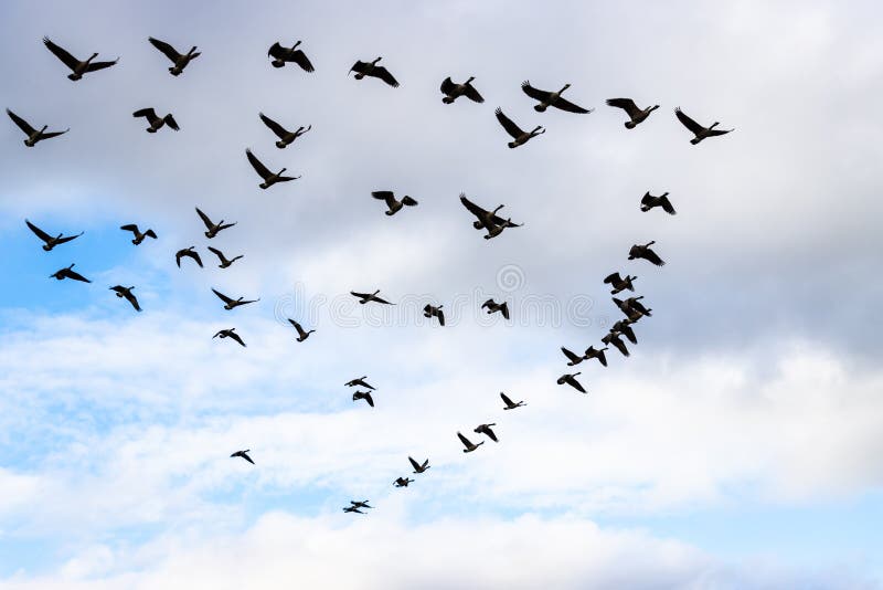 Migration of Canada Geese in Flight in Autumn Stock Photo - Image of ...