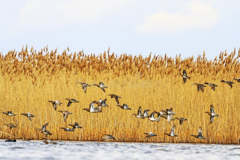 Migration of Ducks in the Spring, Birds Fly Over Water Stock Image ...