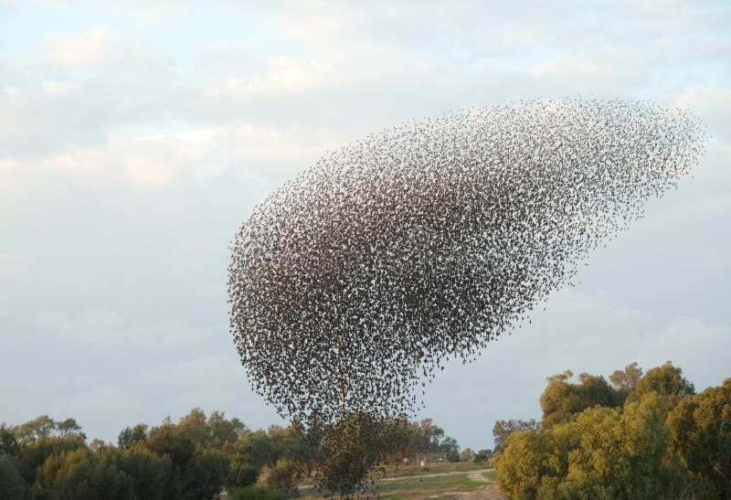 Migration stock photo. Image of trees, birds, group, flying - 92826984
