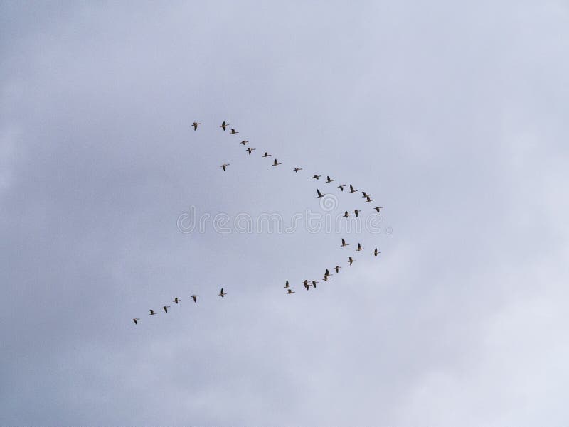 Migration of geese stock photo. Image of birds, poland - 104425224