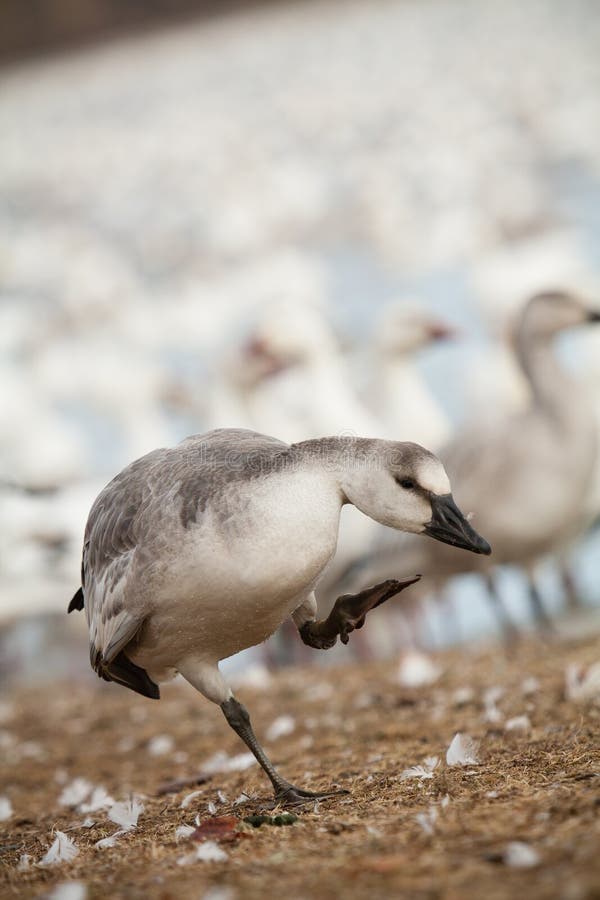 Snow goose fowl stock image. Image of anser, migratory - 29946071
