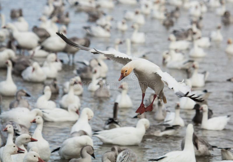 Landing snow goose stock photo. Image of migration, refuge - 29946076