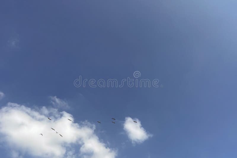 Migration of Storks.flock of Birds Flying in the Blue Sky, Natural ...