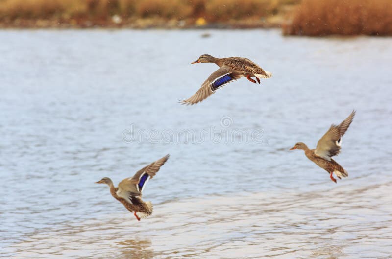 5,256 Wild Ducks Flying Photos - Free & Royalty-Free Stock Photos from ...
