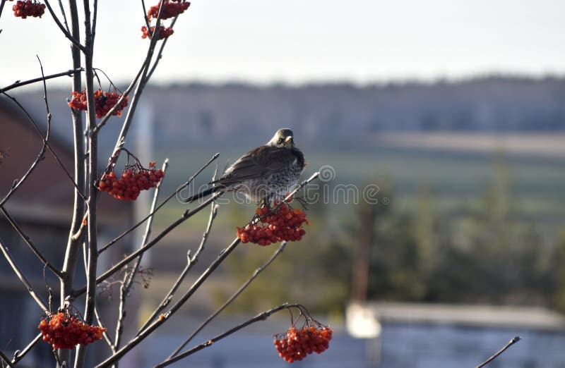 A Migratory Bird Feeds on a Rowan Tree. the Grey Little Bird is Eating ...