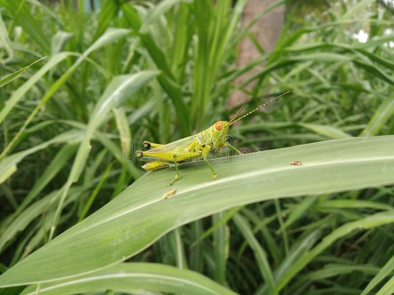 Migratory Bird Locust or Green Spotted Locust Stock Photo - Image of ...