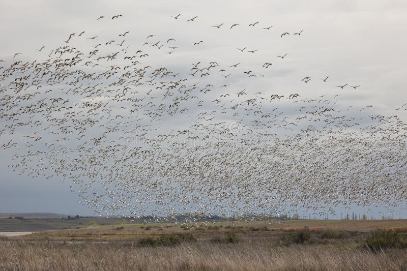 A Large Population of Migratory Birds in the Sky Stock Photo - Image of ...