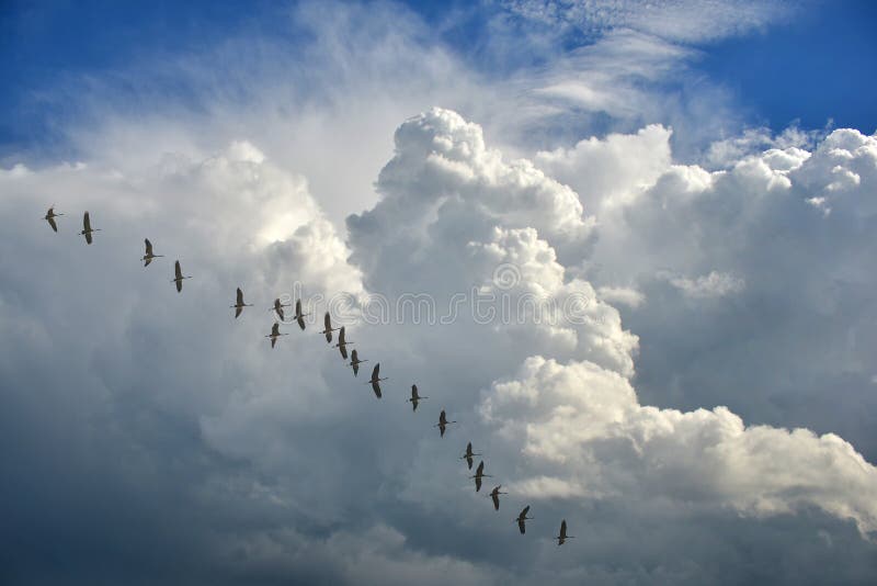 Migratory Birds Flying in the Shape of V Over Autumn Forest with Birch ...
