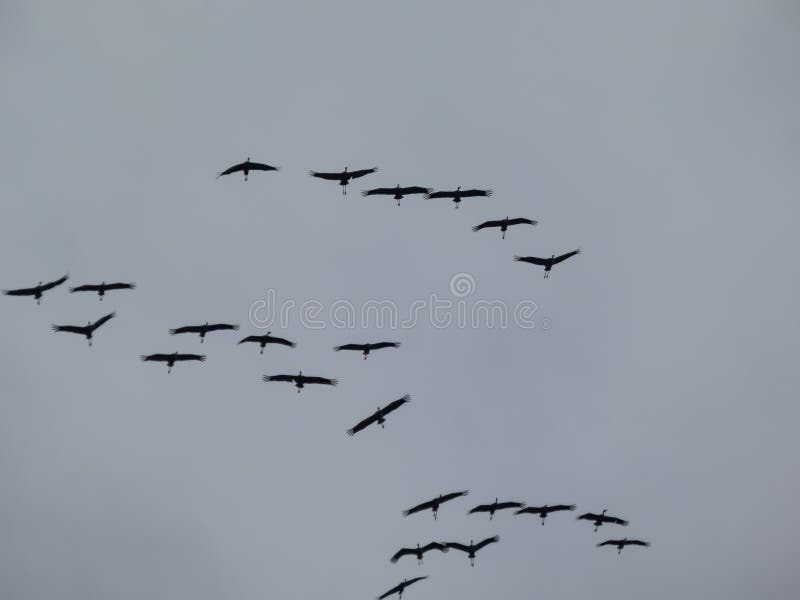 Migratory Birds in Flocks Flying High in Sky in V-shaped or Triangle ...