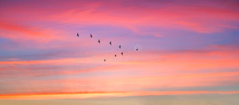 Migratory Birds Flying in the Shape of V on the Cloudy Sunset Sky ...