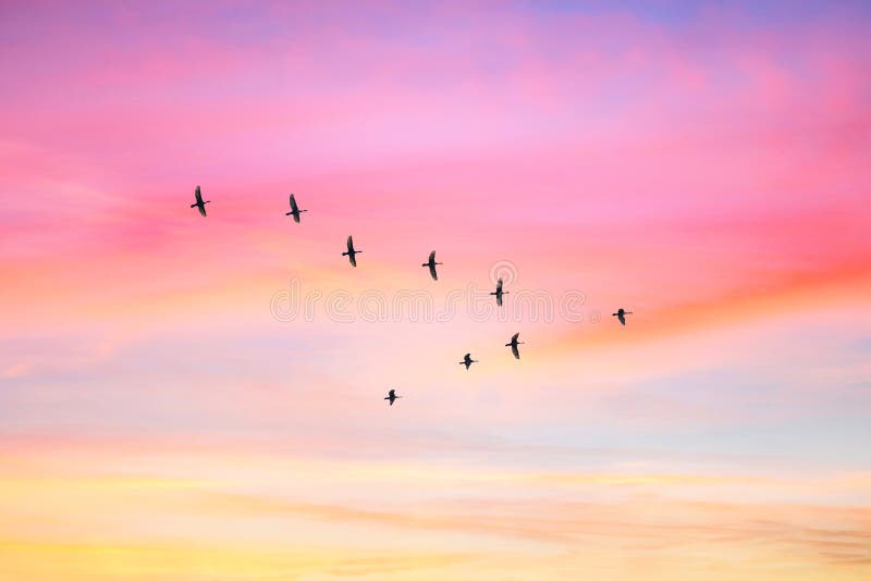 Migratory Birds Flying in the Shape of V on the Cloudy Sunset Sky ...
