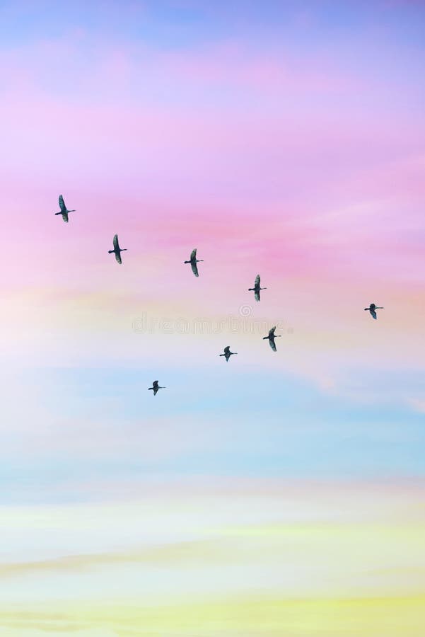 Migratory Birds Flying in the Shape of V on the Cloudy Sunset Sky ...