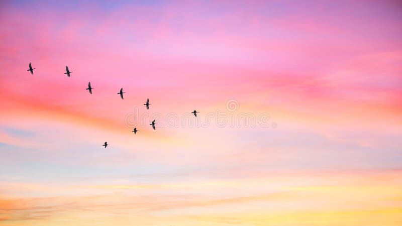 Birds flying in the sky stock image. Image of wing, feathers - 21048661