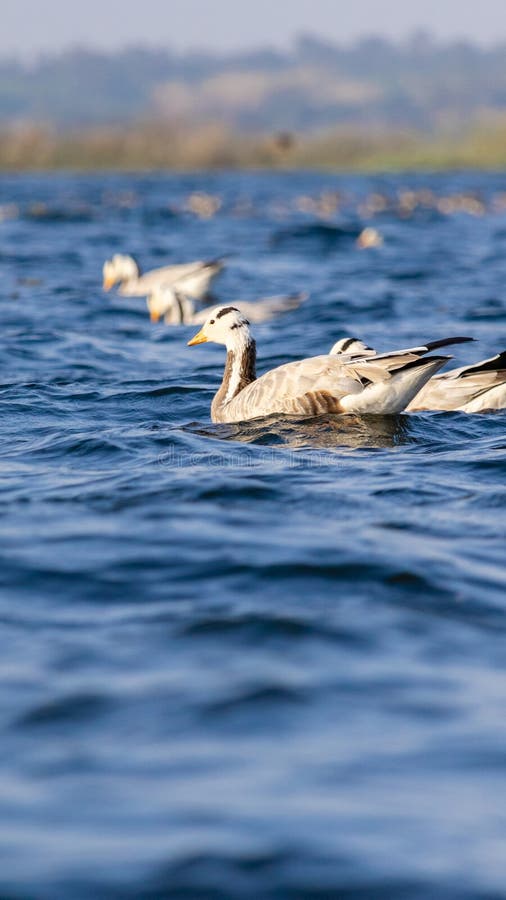 Migratory birds stock photo. Image of birds, floating - 269492128