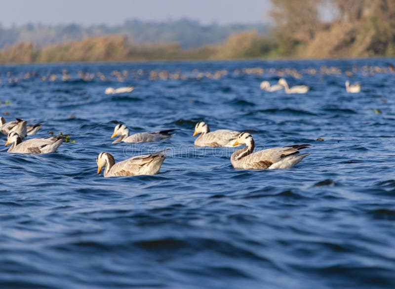Migratory birds stock image. Image of large, nature - 270779891