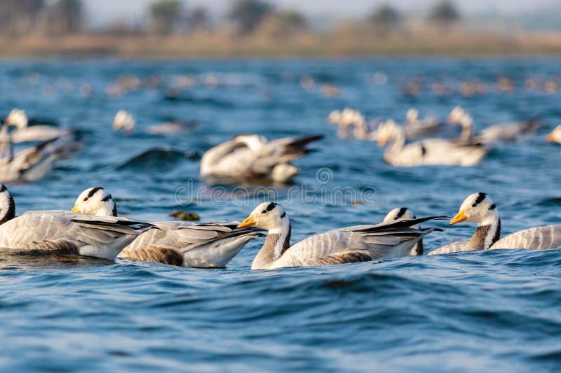 Migratory birds stock photo. Image of floating, beauty - 271665804