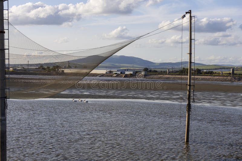Migratory Birds at Hula Lake Protective Net Stock Image - Image of fish ...