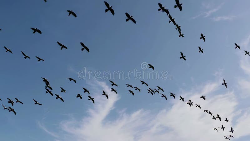 Migratory Birds Soaring in Synchronized Formation, Sweeping Across ...