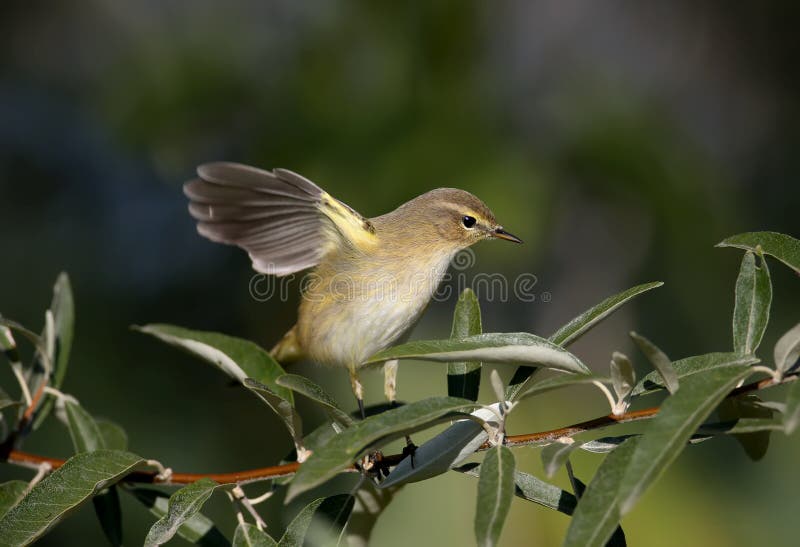 Migratory Common Chiffchaff Stock Image - Image of green, chiffchaff ...