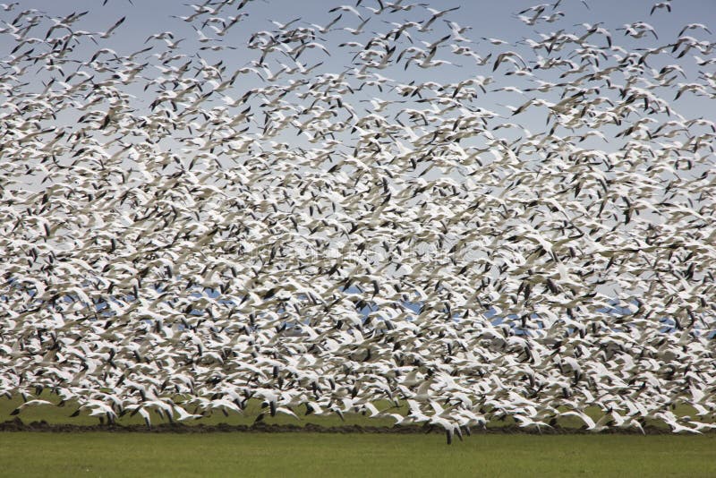 Migratory Geese Lift-off stock image. Image of waterfowl - 8740695