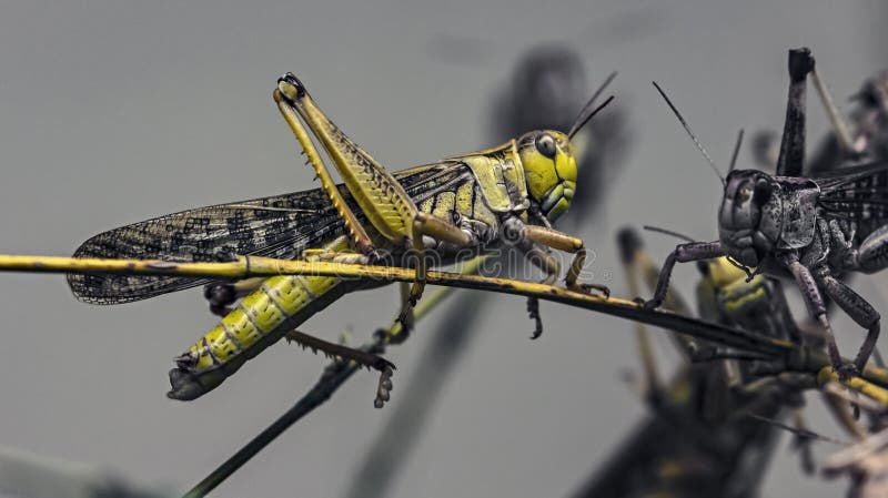 Migratory locust 1 stock photo. Image of locust, devour - 321814600